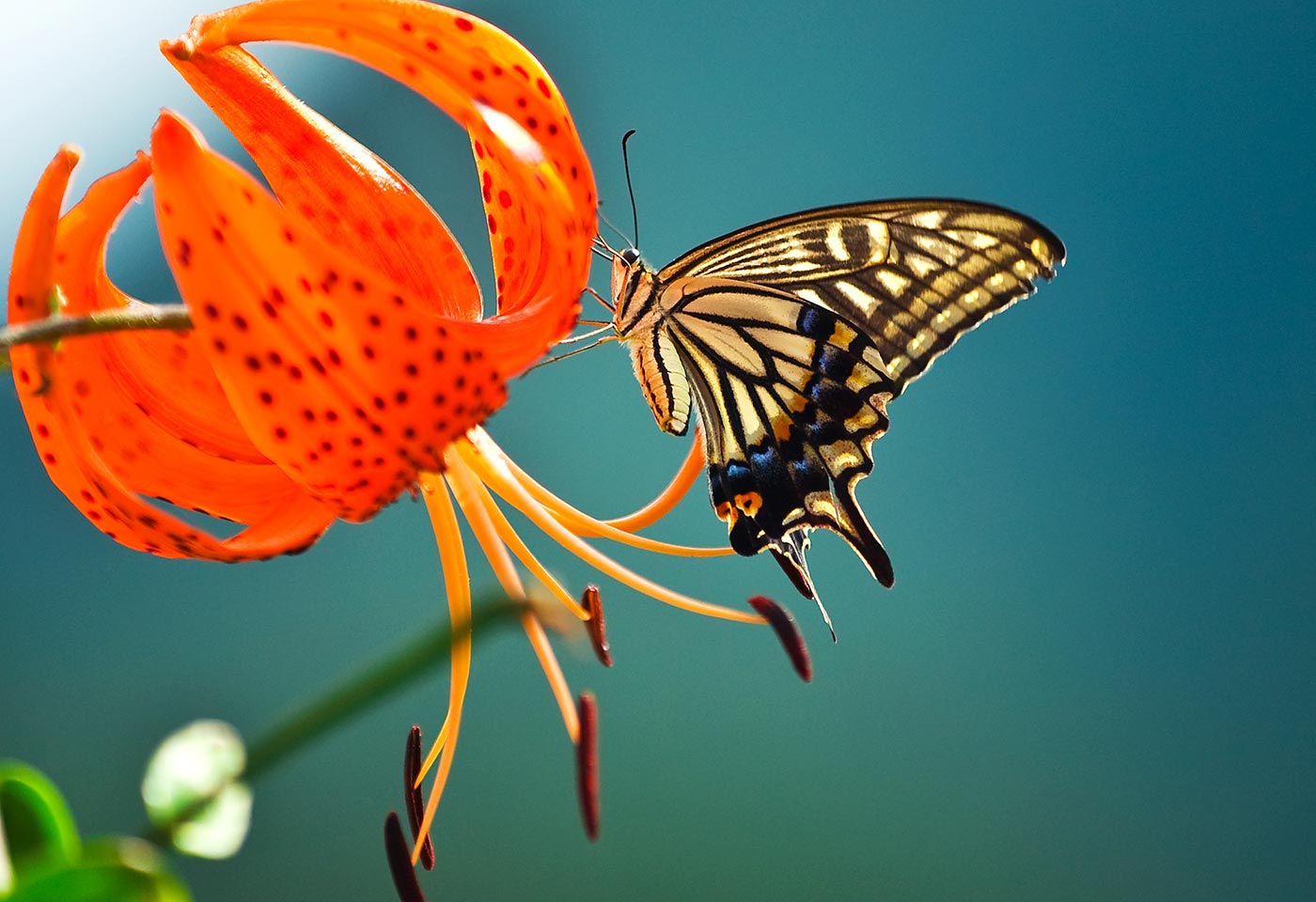 Image Gallery – Neper Ventures